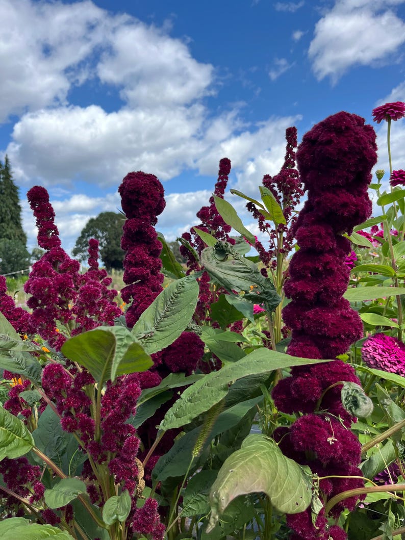 Amaranth "elephant's Head" Seeds - Etsy