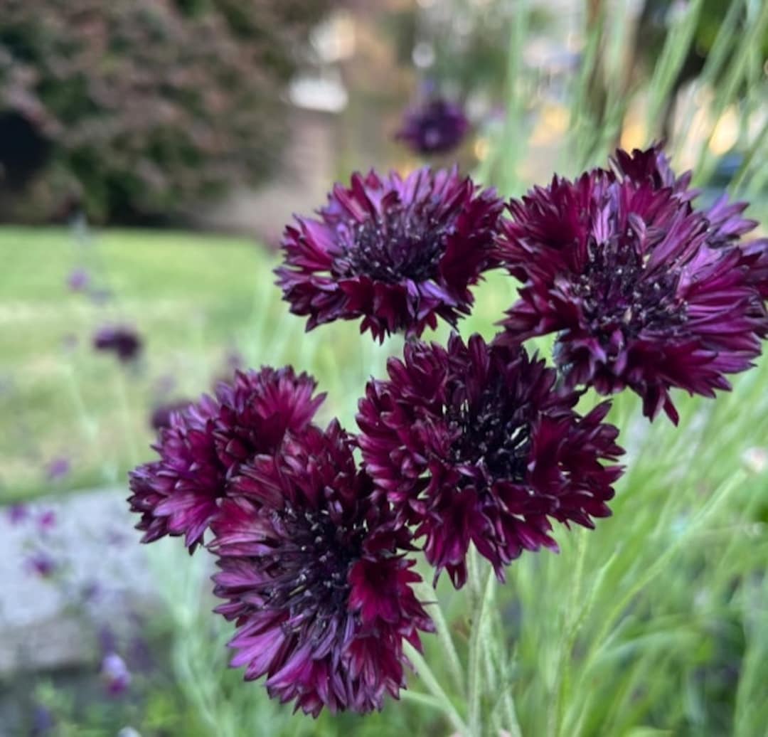 Bachelors Button "black Magic" - Etsy