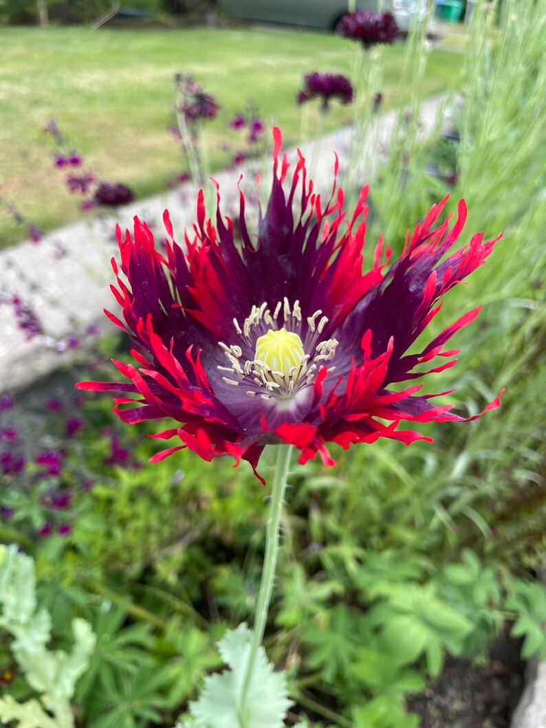 Poppy "drama Queen" (papaver Somniferum) - Etsy
