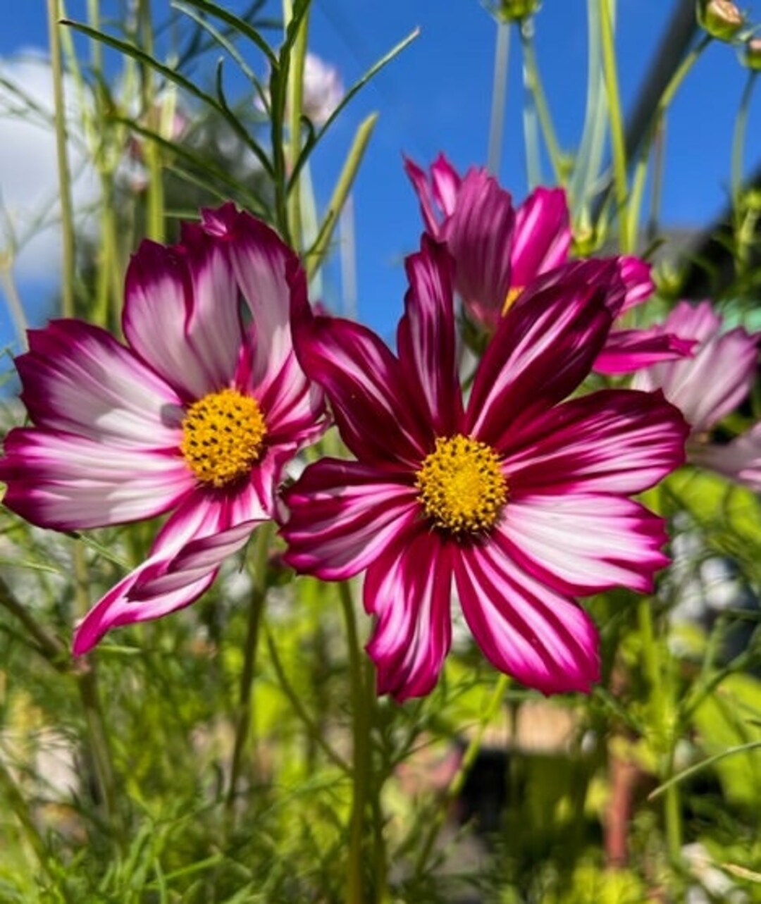 Cosmos "picotee" Seeds - Etsy