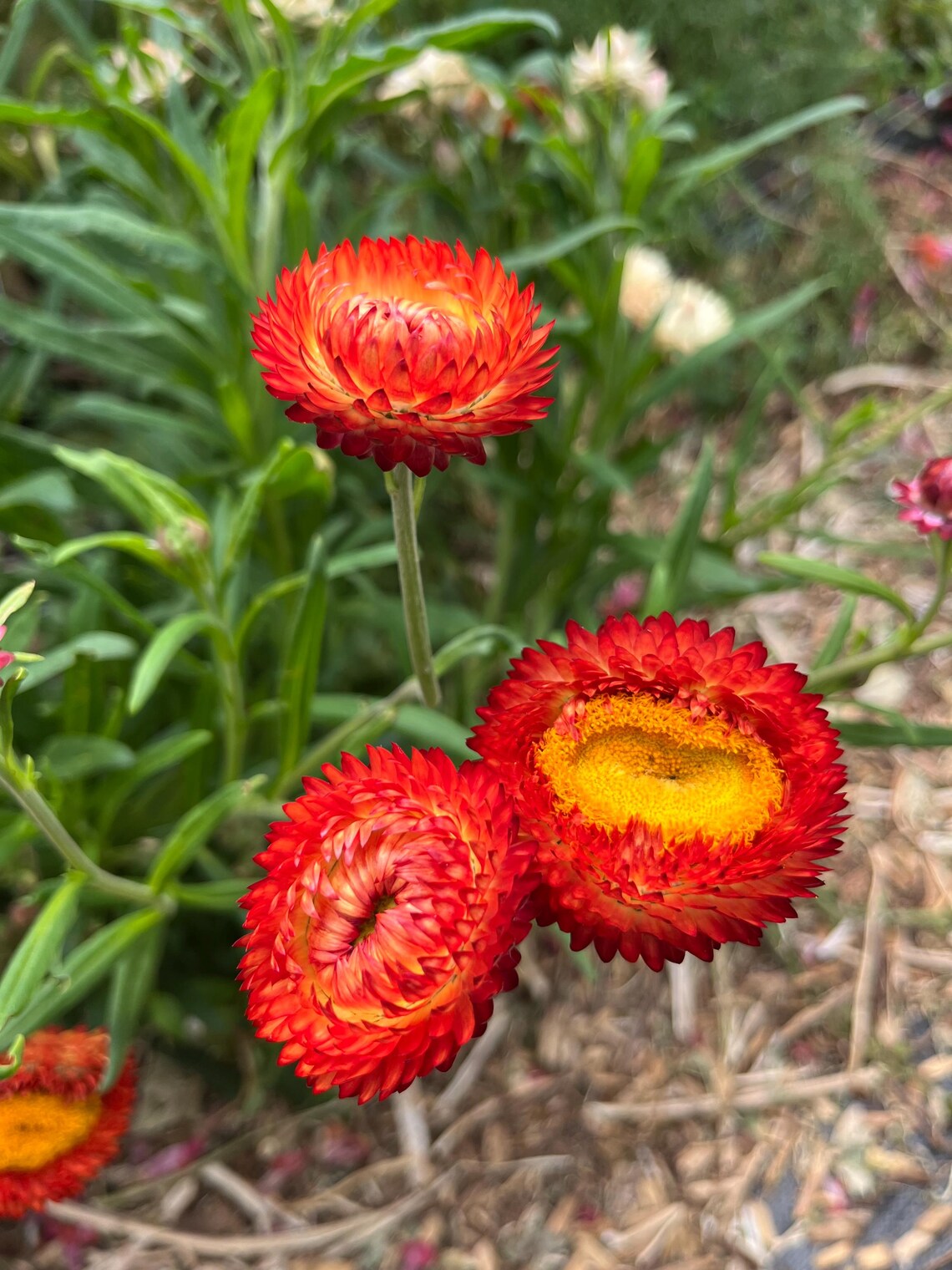 Strawflower "fireball Red" Seeds - Etsy
