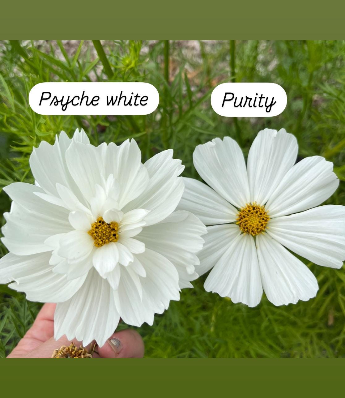 Cosmos "psyche White" Seeds - Etsy