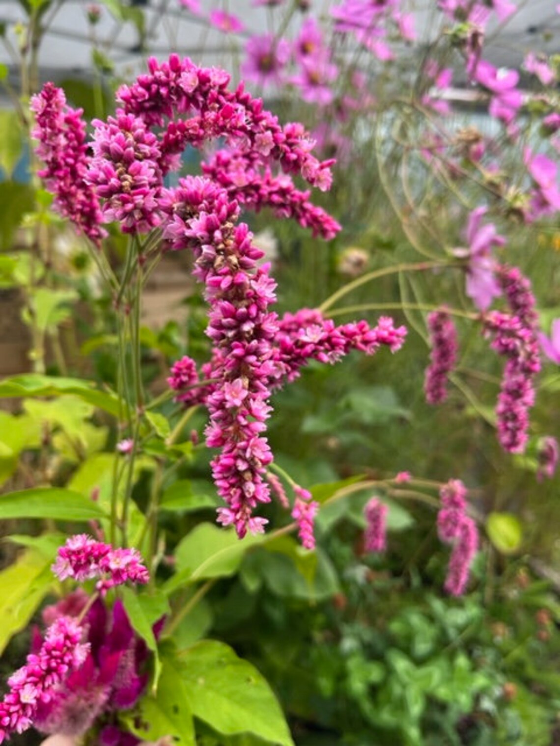 Kiss Me Over the Garden Gate - Etsy