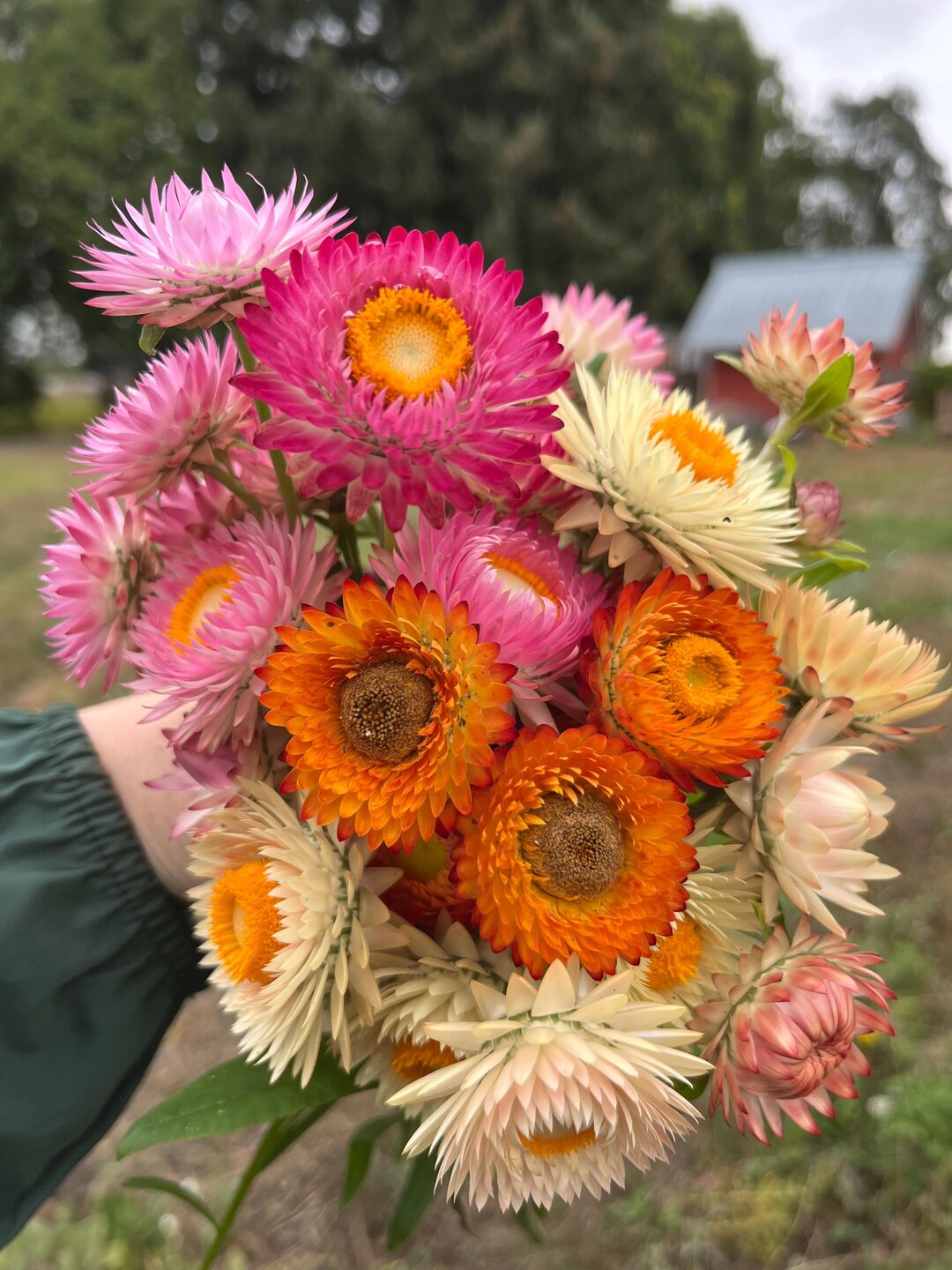 Strawflower Mix Seeds - Etsy