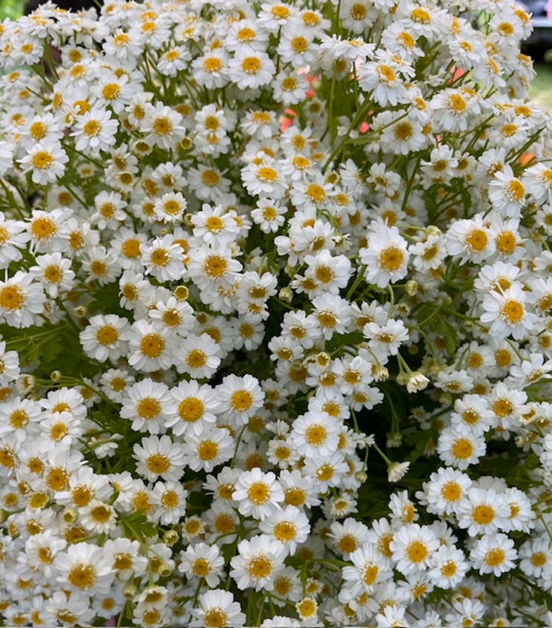 Feverfew "vegmo Single" Seeds - Etsy