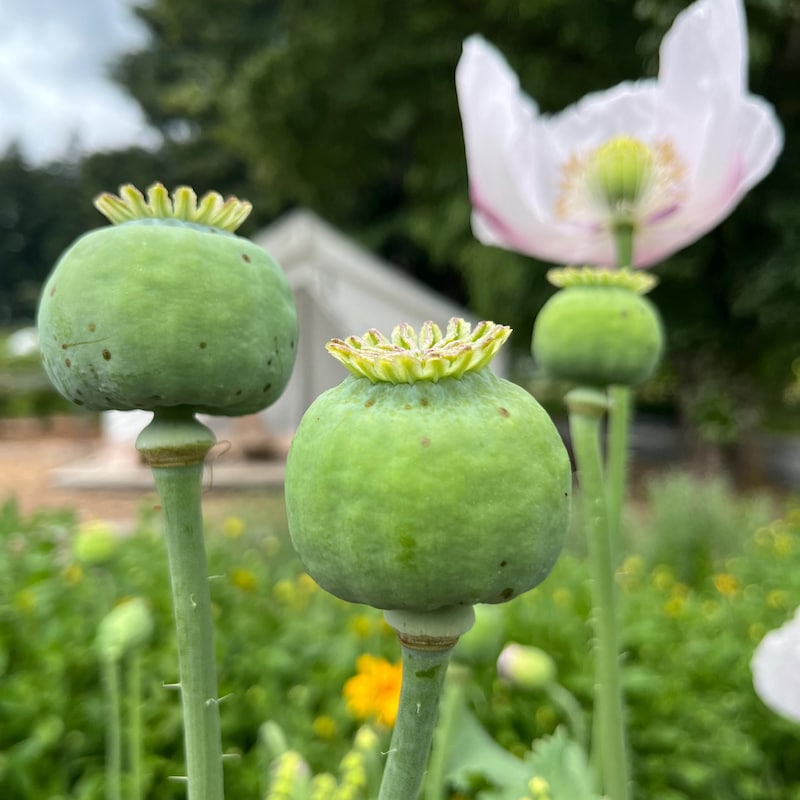 Poppy Flower Seeds - Etsy