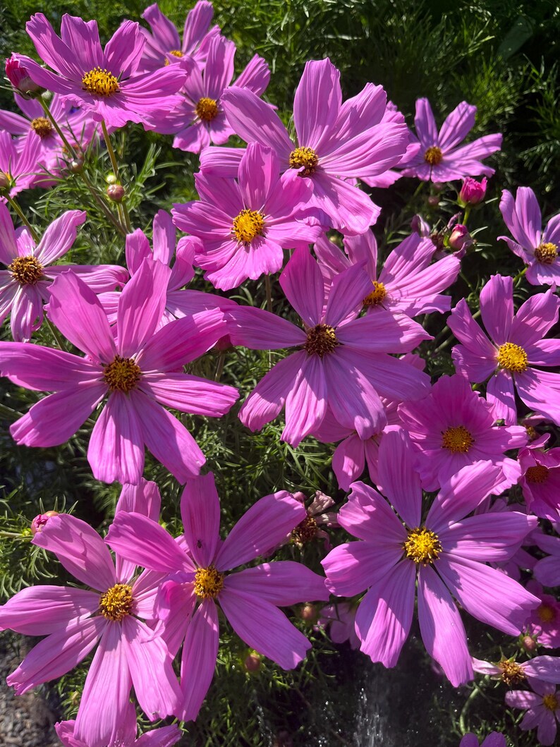Cosmos "sonata Dwarf" Seeds - Etsy