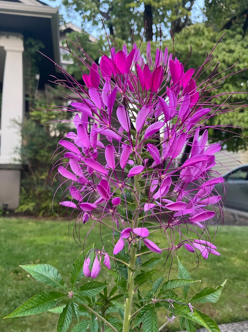 Cleome "violet Queen" - Etsy