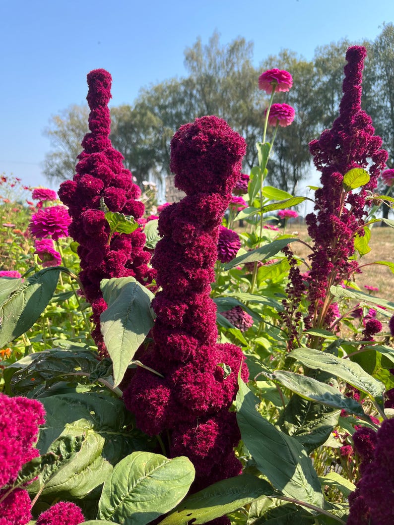 Amaranth "elephant's Head" Seeds - Etsy