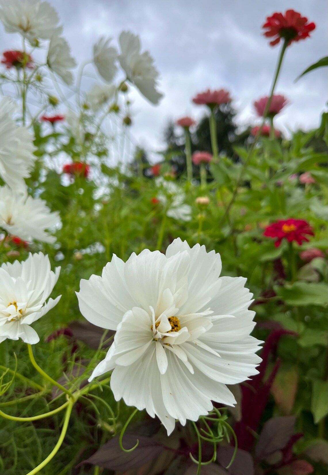 Cosmos "psyche White" Seeds - Etsy