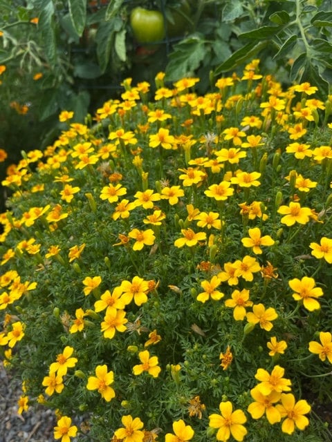 Gem Marigold "lemon" - Etsy