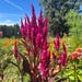 Celosia "forest Fire" Seeds - Etsy