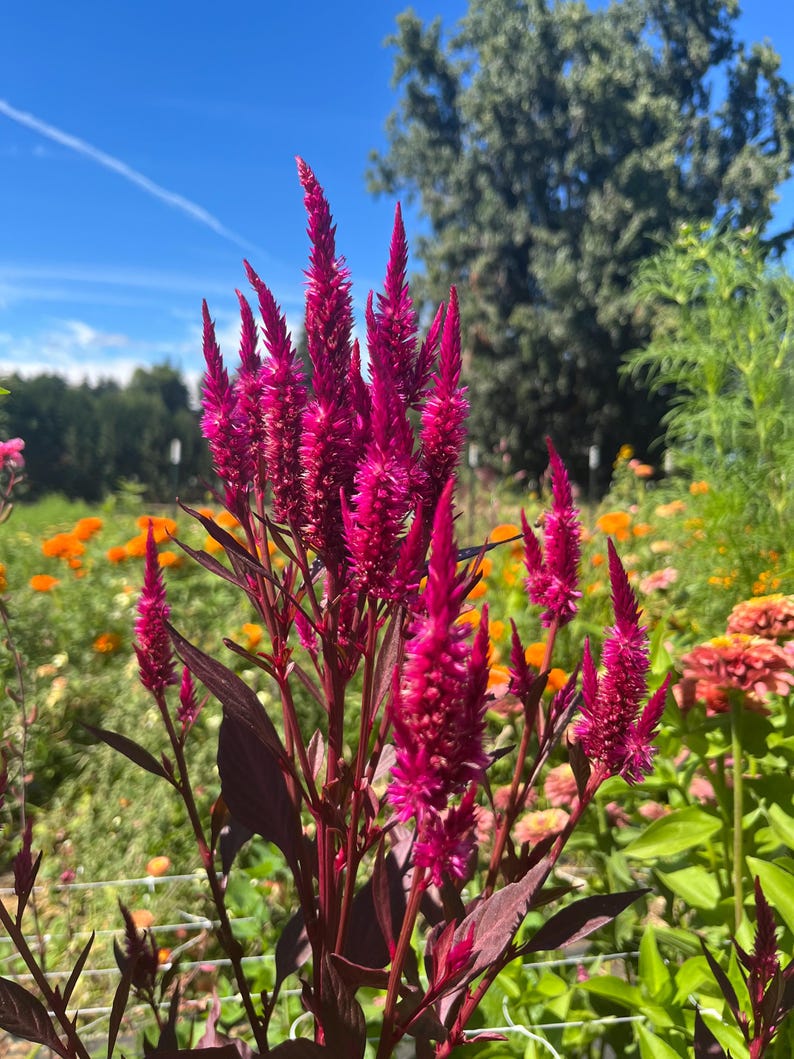 Celosia "forest Fire" Seeds - Etsy