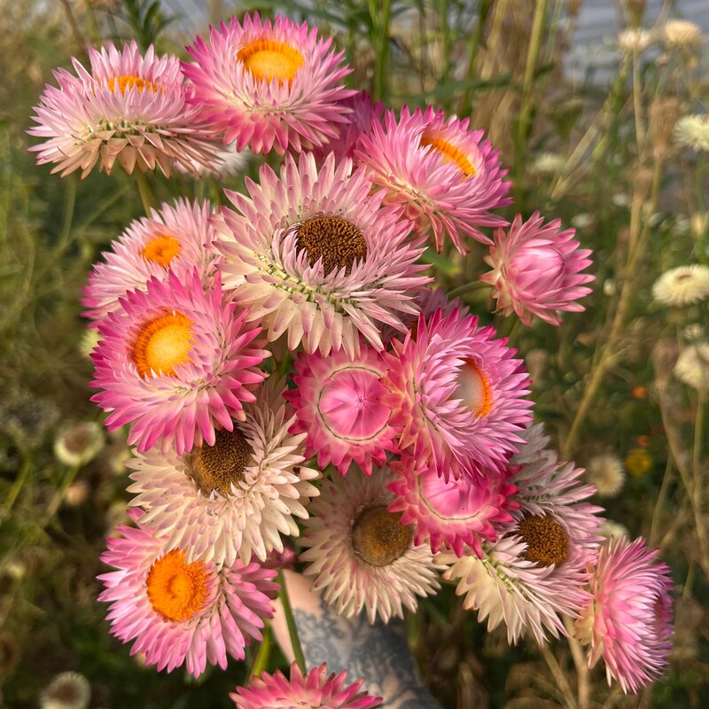 Strawflowers - Etsy