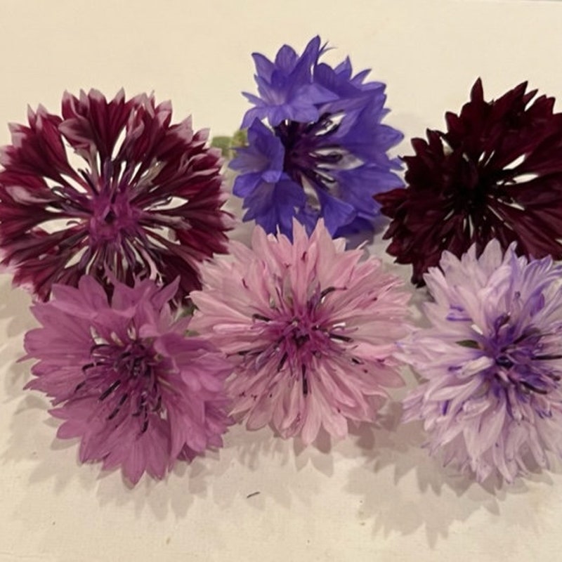 Bachelor Buttons - Etsy