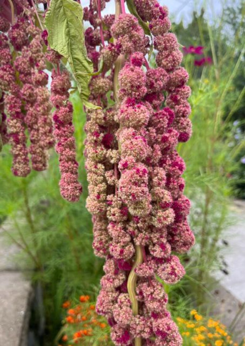 Amaranth "mira" Seeds - Etsy