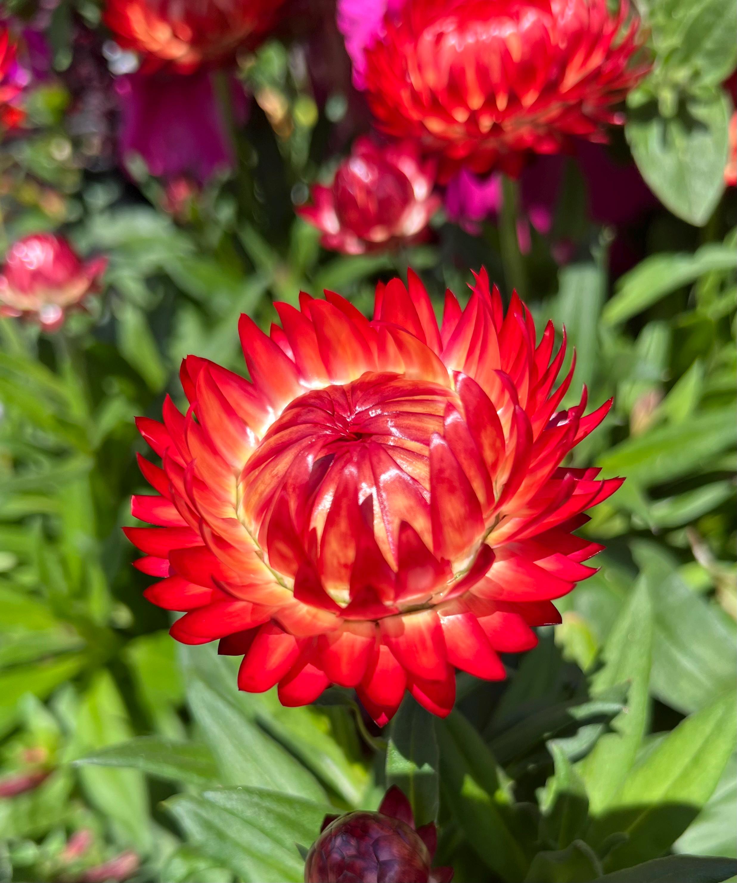 Strawflower "fireball Red" Seeds - Etsy
