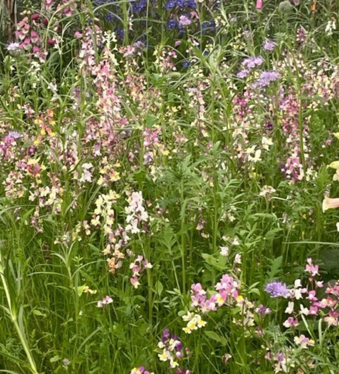 Linaria "northern Lights Mix" - Etsy