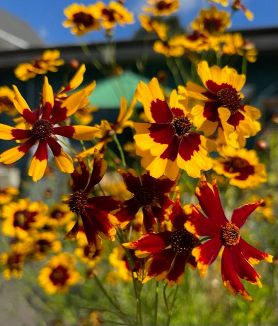 Coreopsis Seed Mix - Etsy