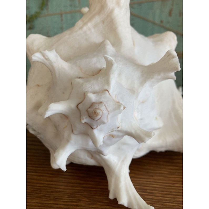 Seashell GIANT Ramose Murex Chicoreus Ramosus Spikey Conch 9" by 7" by ...