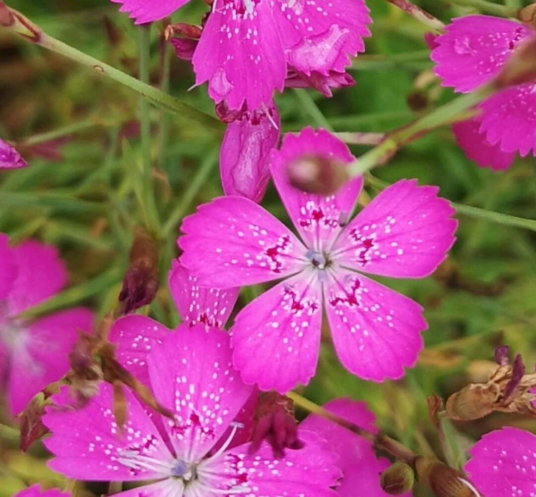 Dianthus Deltoides, Maiden Pinks Seed Packet (50 Seeds) - Etsy