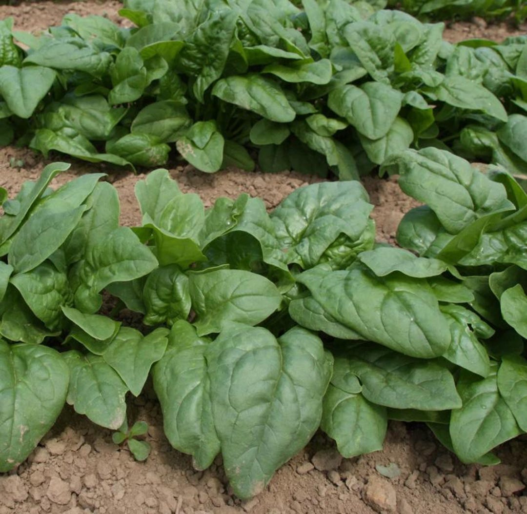 Spinach Seeds, Regiment Spinach Seed Packet Organic (50 Seeds) - Etsy