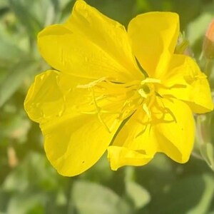 Primrose Seeds, Tall Evening Primrose Seed Packet (100 Seeds) - Etsy