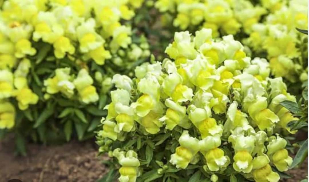 Snapdragon Seeds, Yellow Dwarf Snapdragon Seeds, Flower Seeds, Yellow ...