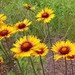 Gaillardia Seeds, Yellow Gaillardia Flower Seed Packet (50 Seeds) - Etsy