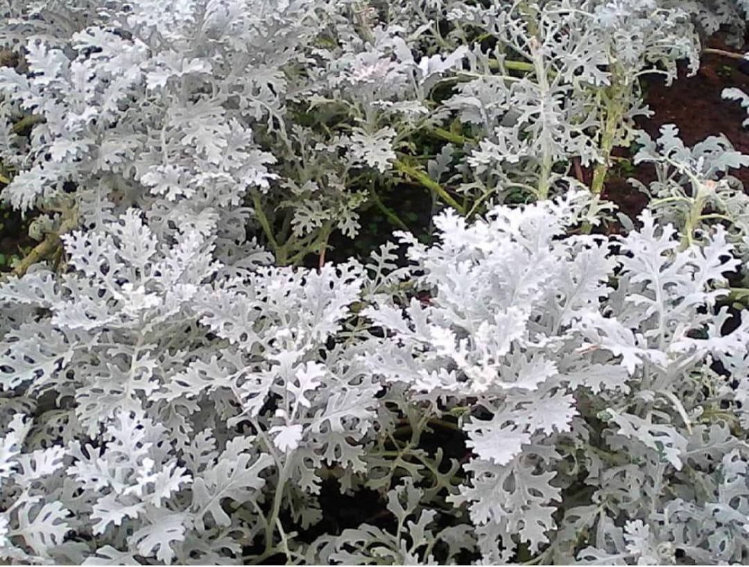 Dusty Miller Seeds, Dusty Miller Silver Dust Seed Packet (100 Seeds) - Etsy