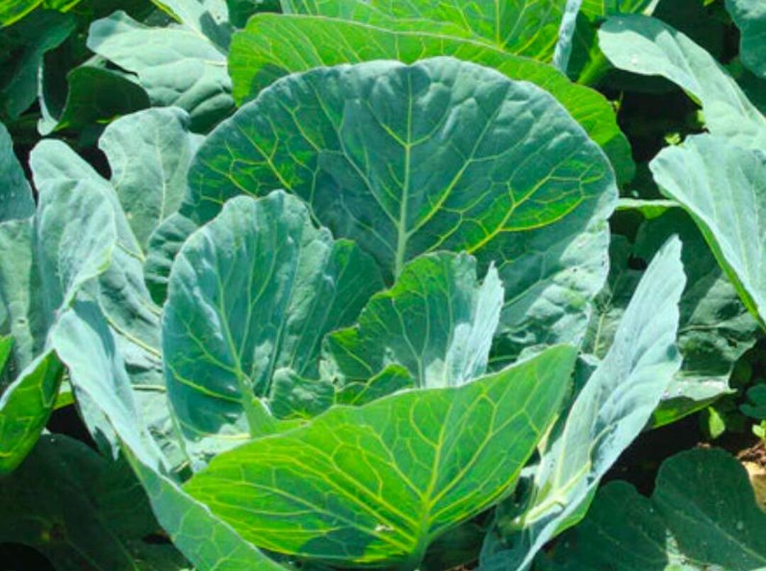 Collard Seeds, Champion Collard Seed Packet (100 Seeds) - Etsy