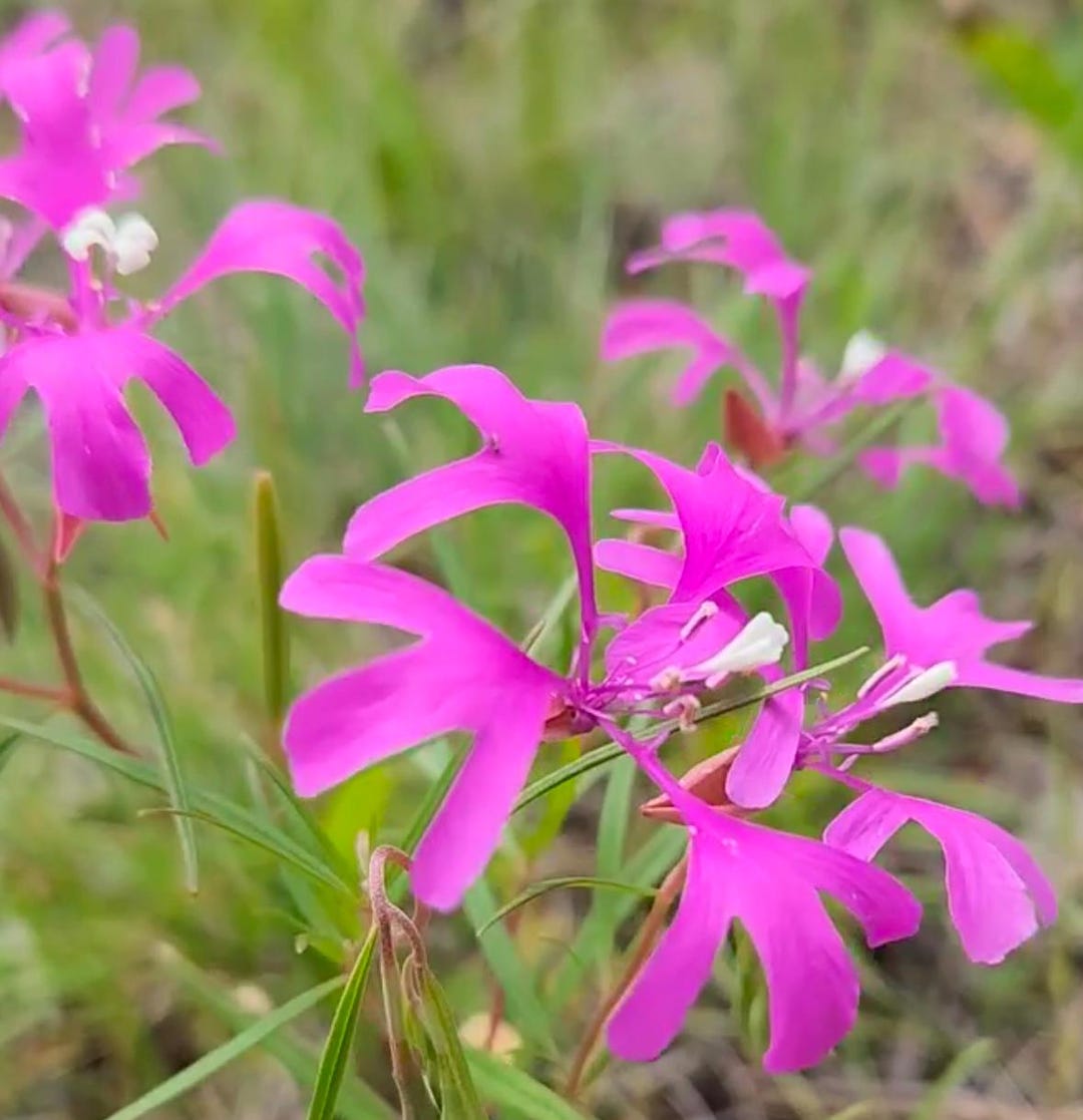 Clarkia Seeds, Deerhorn Clarkia Seed Packet (100 Seeds) - Etsy