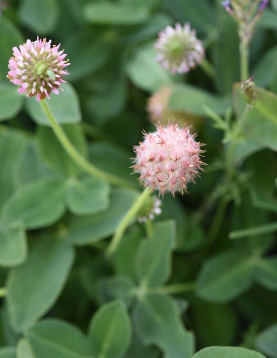 Strawberry Palestine Clover Seeds, Trifolium Fragiferumseed Packet (50 ...