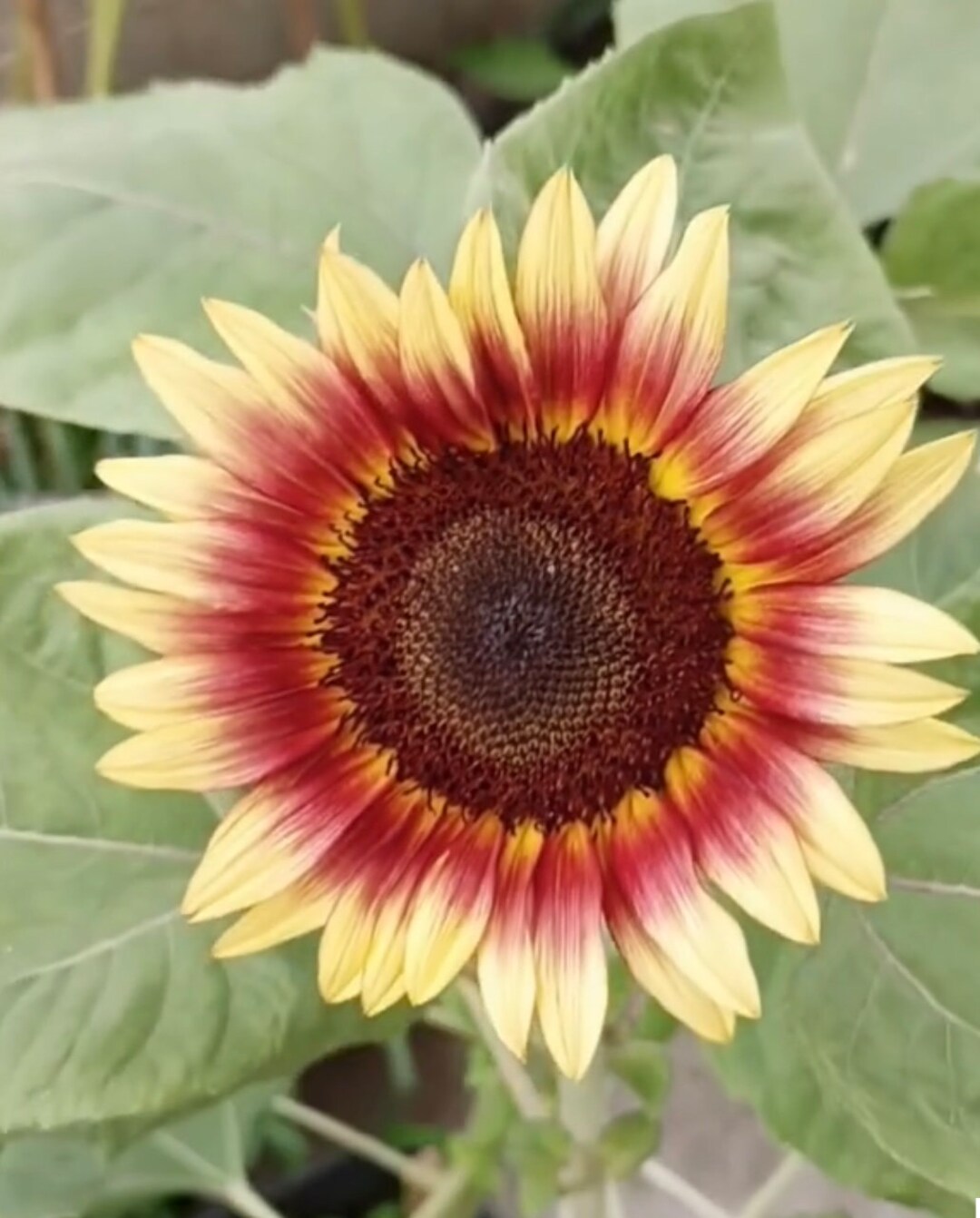 Sunflower Seeds, Gypsy Charmer Sunflower Seed Packet (30 Seeds) - Etsy