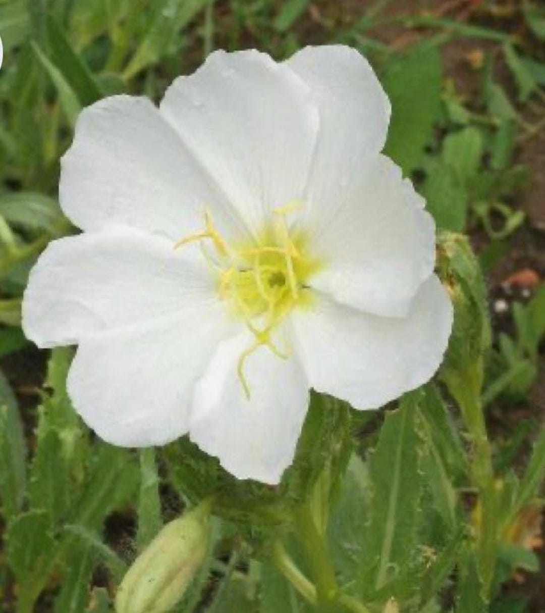 Primrose Seeds, Pale Evening Primrose Seed Packet (100 Seeds) - Etsy