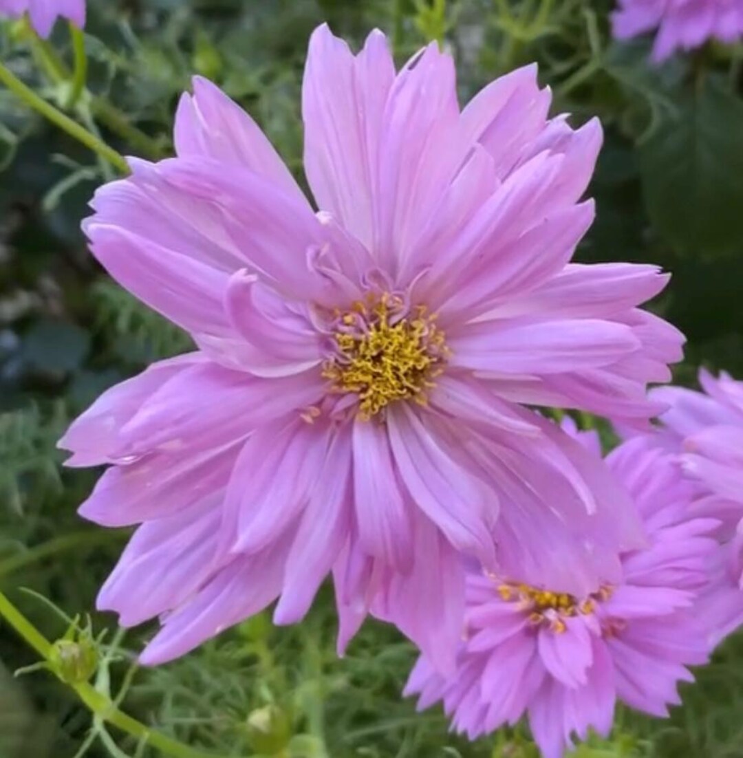 Cosmos Flower Seeds, Double Click Extra Mix Cosmos Seeds, Seed Packet ...
