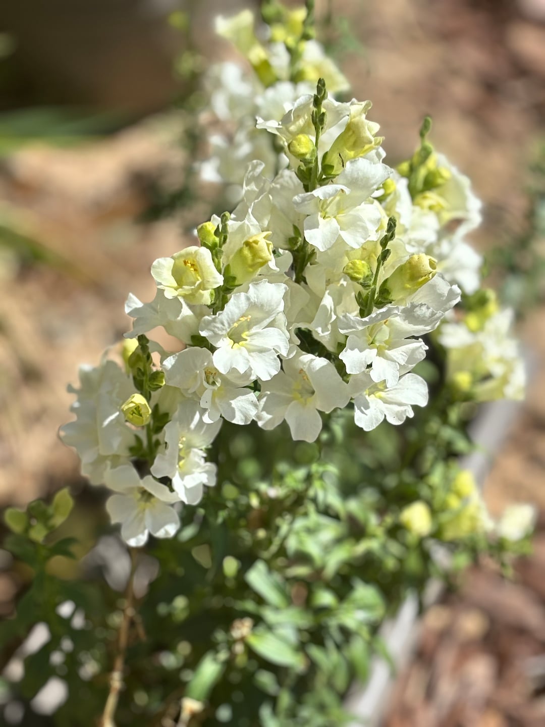 Chantilly White Snapdragon Seeds, Snapdragon Seeds, Flower Seeds, (50 ...