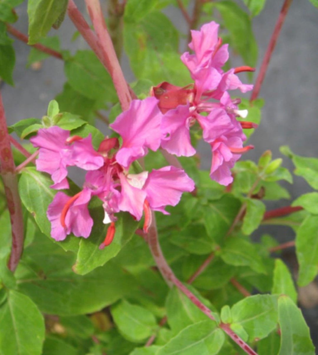 Clarkia Seeds, Elegant Clarkia Seed Packet (100 Seeds) - Etsy