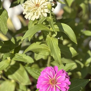 Zinnia Seeds, Blushing Bride Zinnia Flower Seeds, Seed Packet ...