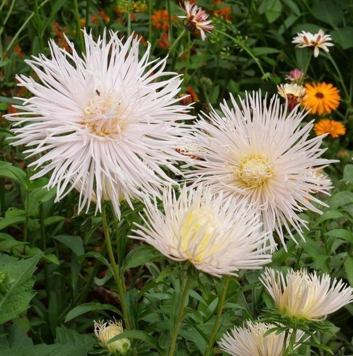Aster Seeds, Giant Aster Mix Seed Packet (50 Seeds) - Etsy