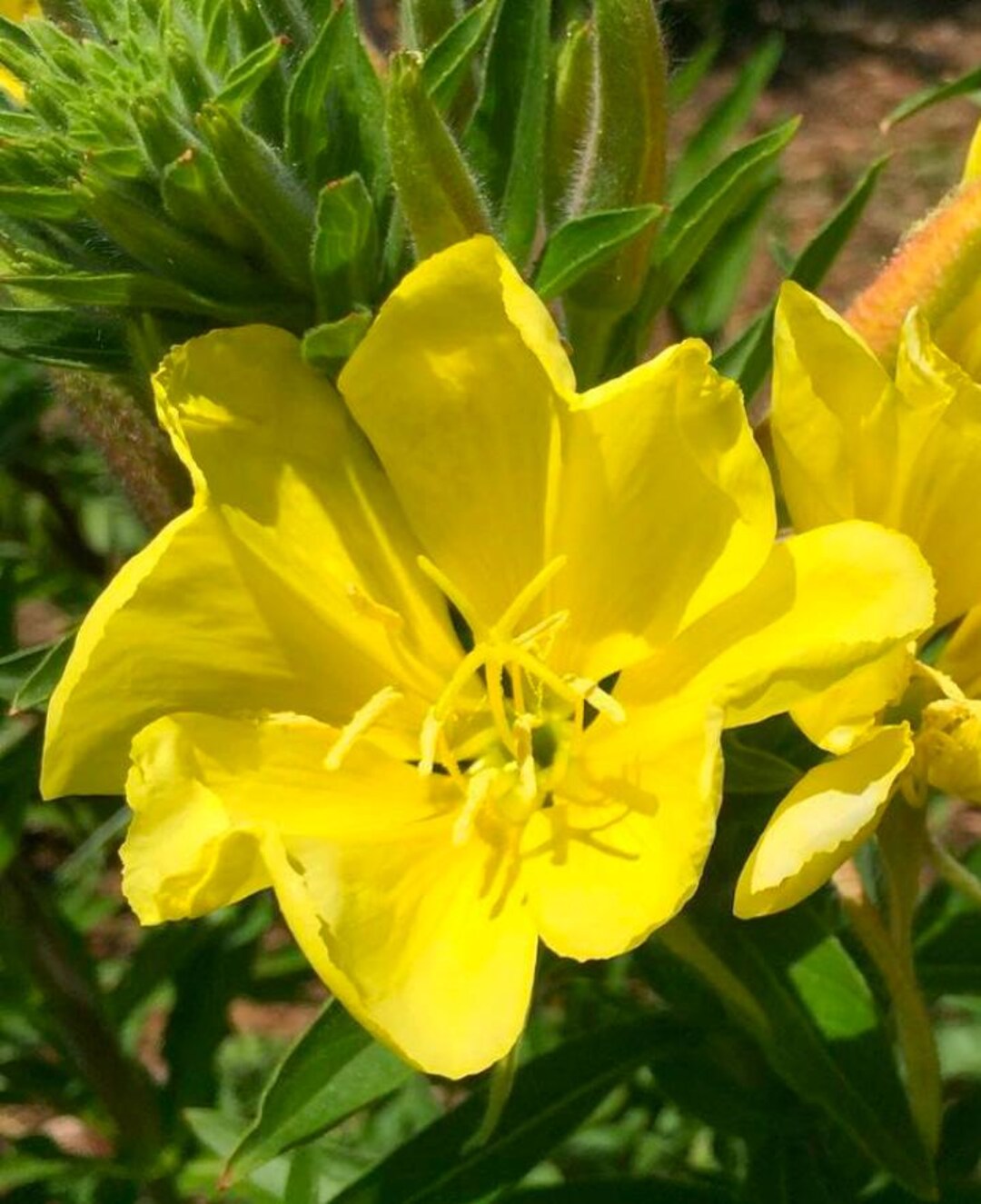 Primrose Seeds, Tall Evening Primrose Seed Packet (100 Seeds) - Etsy