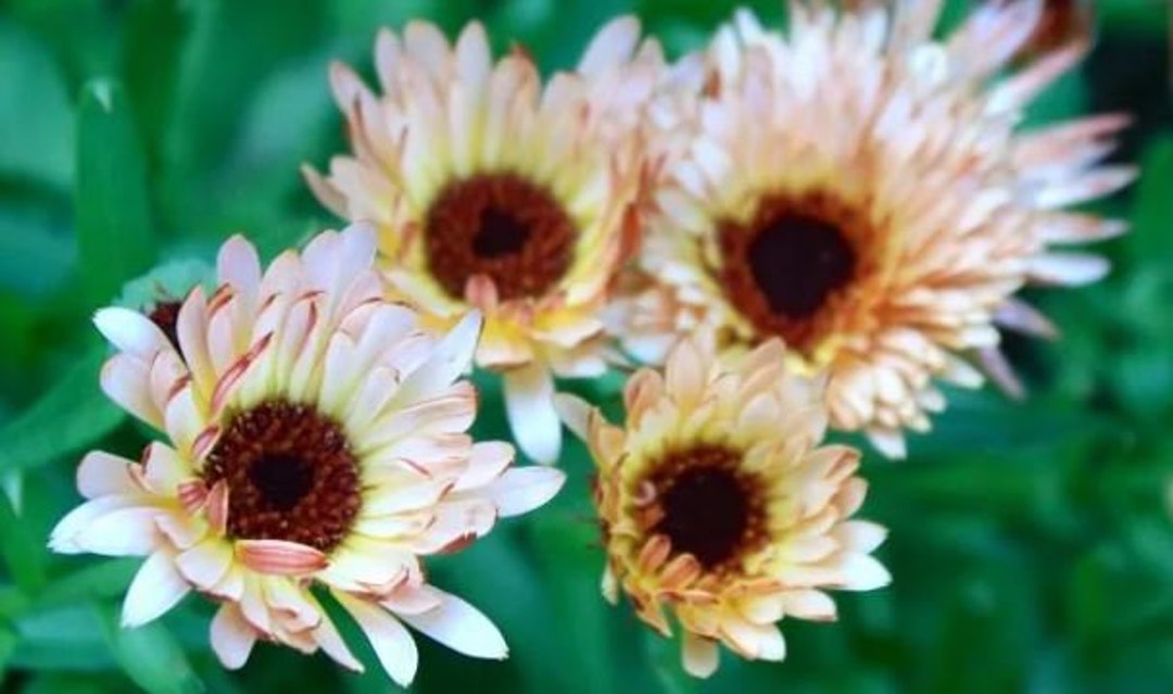Zeolight Calendula Seeds 50 Seeds - Etsy