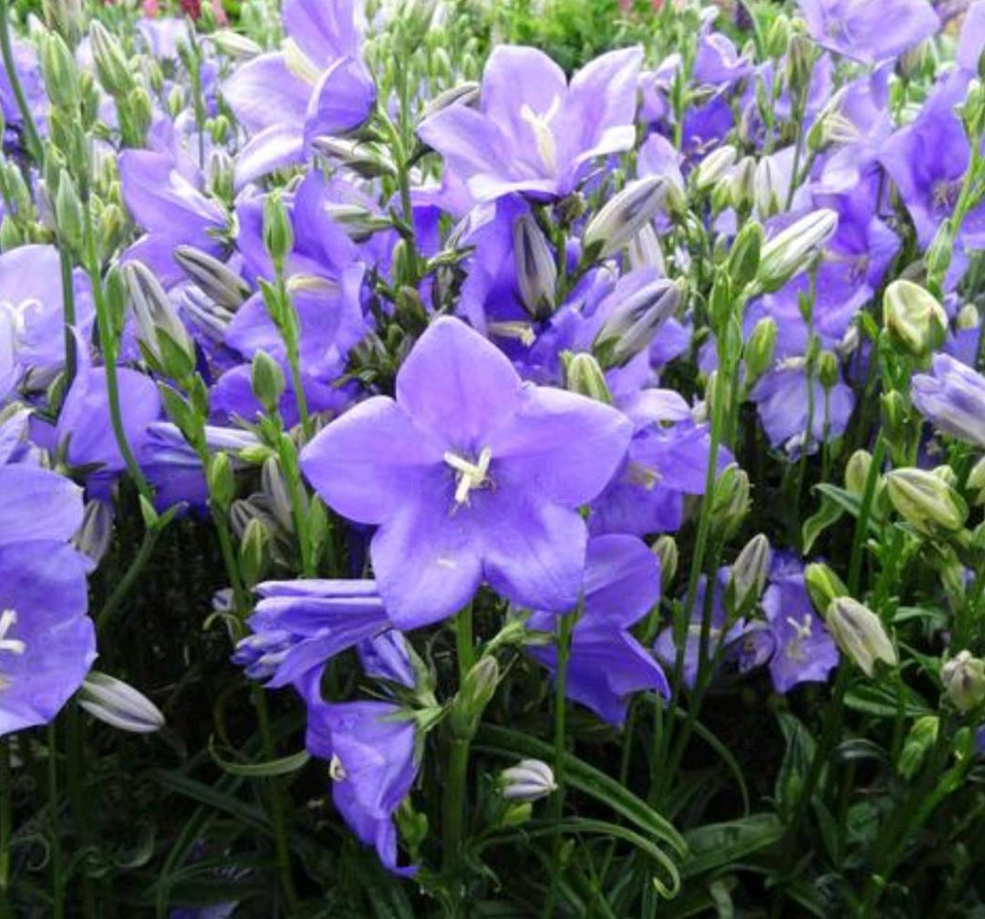 Telham Beauty Peach-leaf Bellflower Seeds, Campanula Seed Packet (50 ...