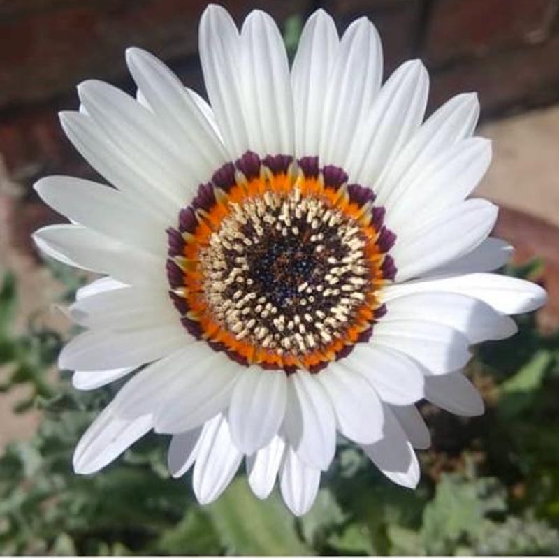 Cape Daisy - Etsy