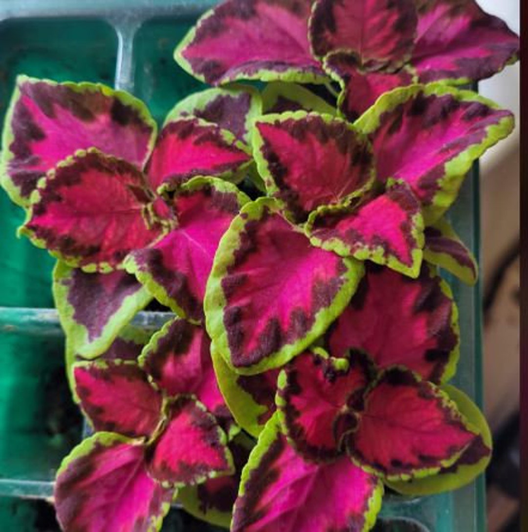 Chocolate Covered Cherry Coleus Seeds, Coleus Seeds, Indoor Shade Plant ...