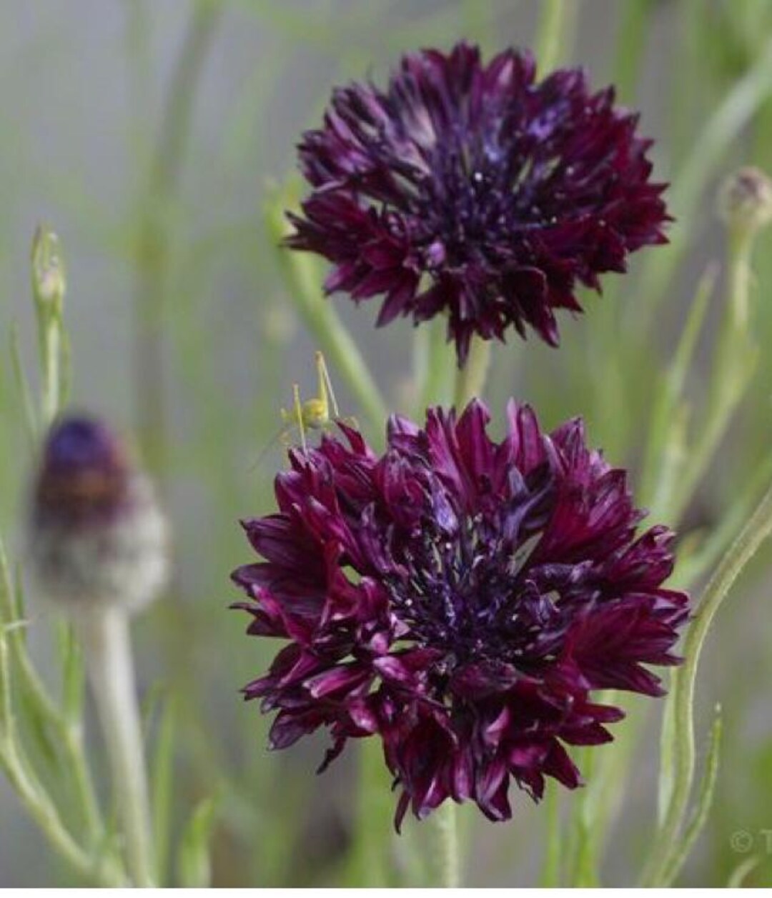 Bachelor Button Seeds, Black Ball Bachelor Button, Seed Packet (50 ...
