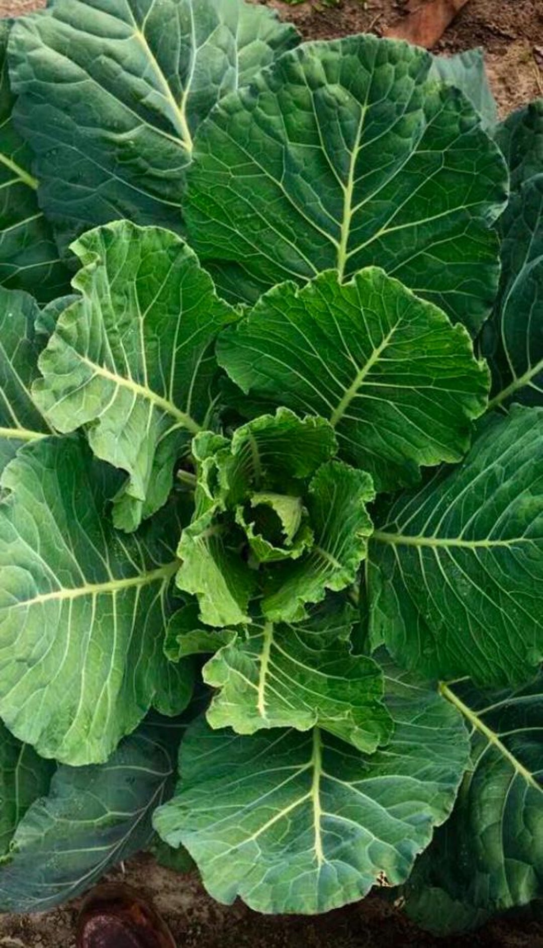 Collard Seeds, Morris Heading Collard Seed Packet (100 Seeds) - Etsy