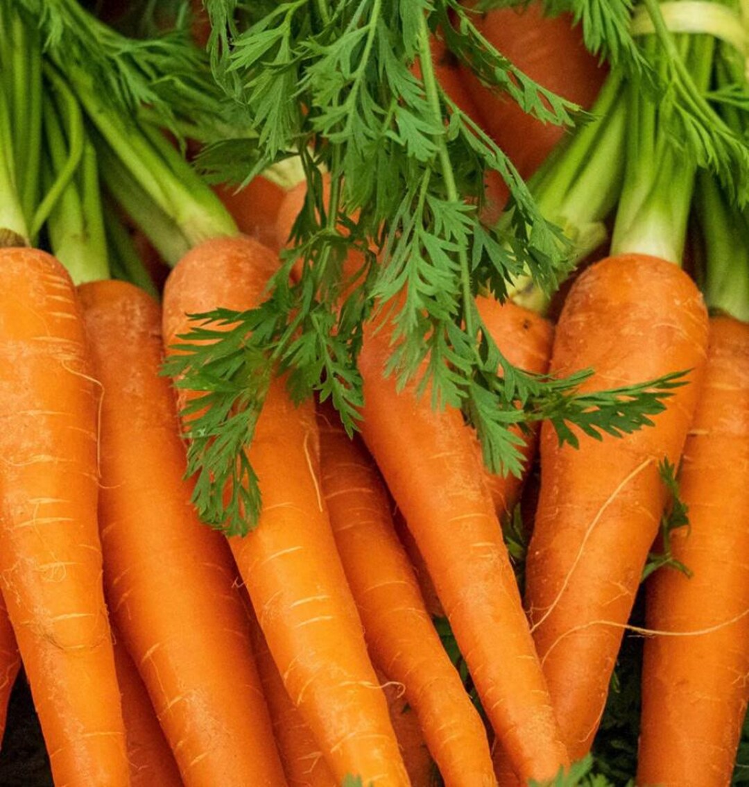 Carrot Seeds, Intrepid Carrot Seed Packet (100 Seeds) - Etsy