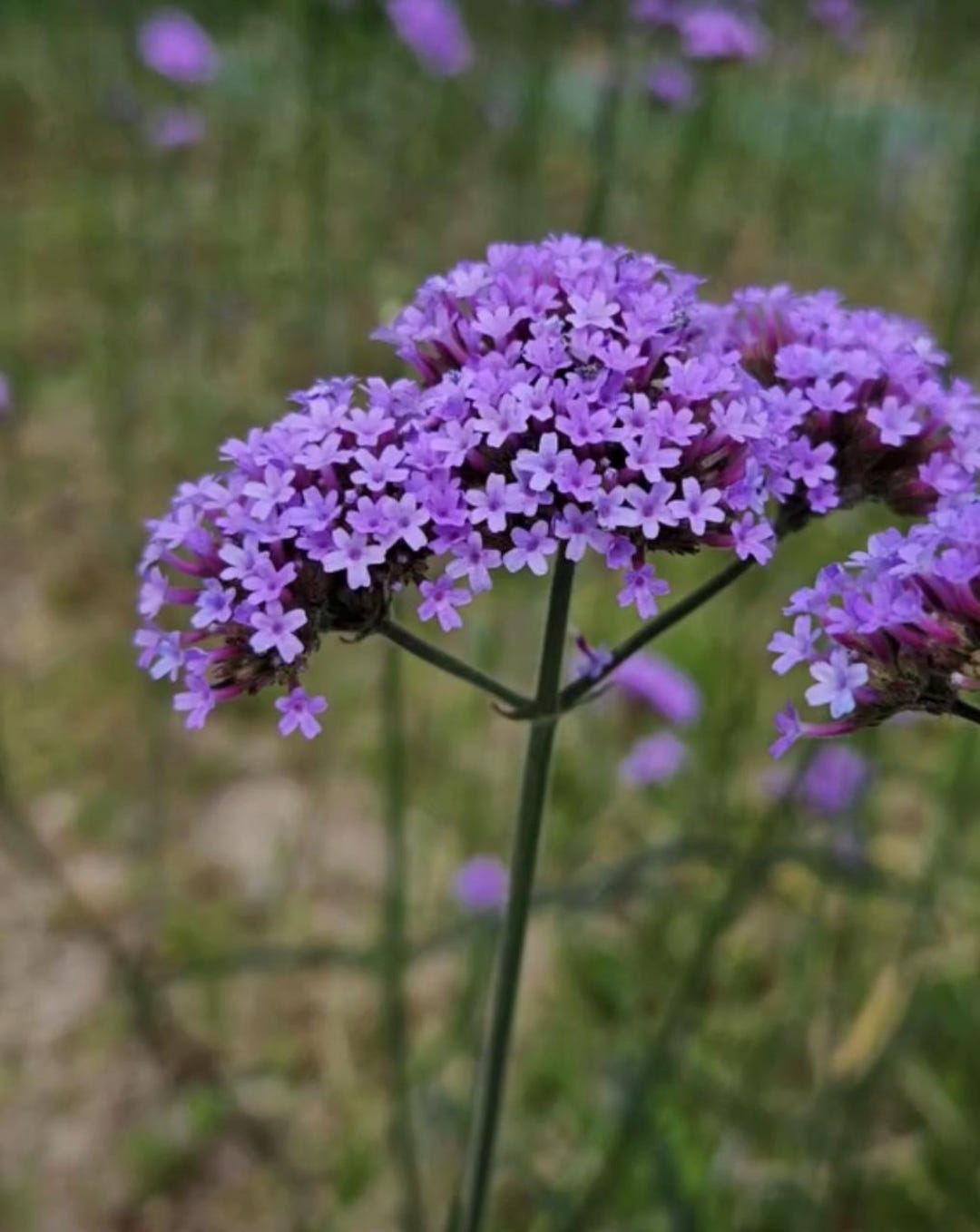 Purpletop Vervain, Verbena Bonariensis Seed Packet (100 Seeds) - Etsy