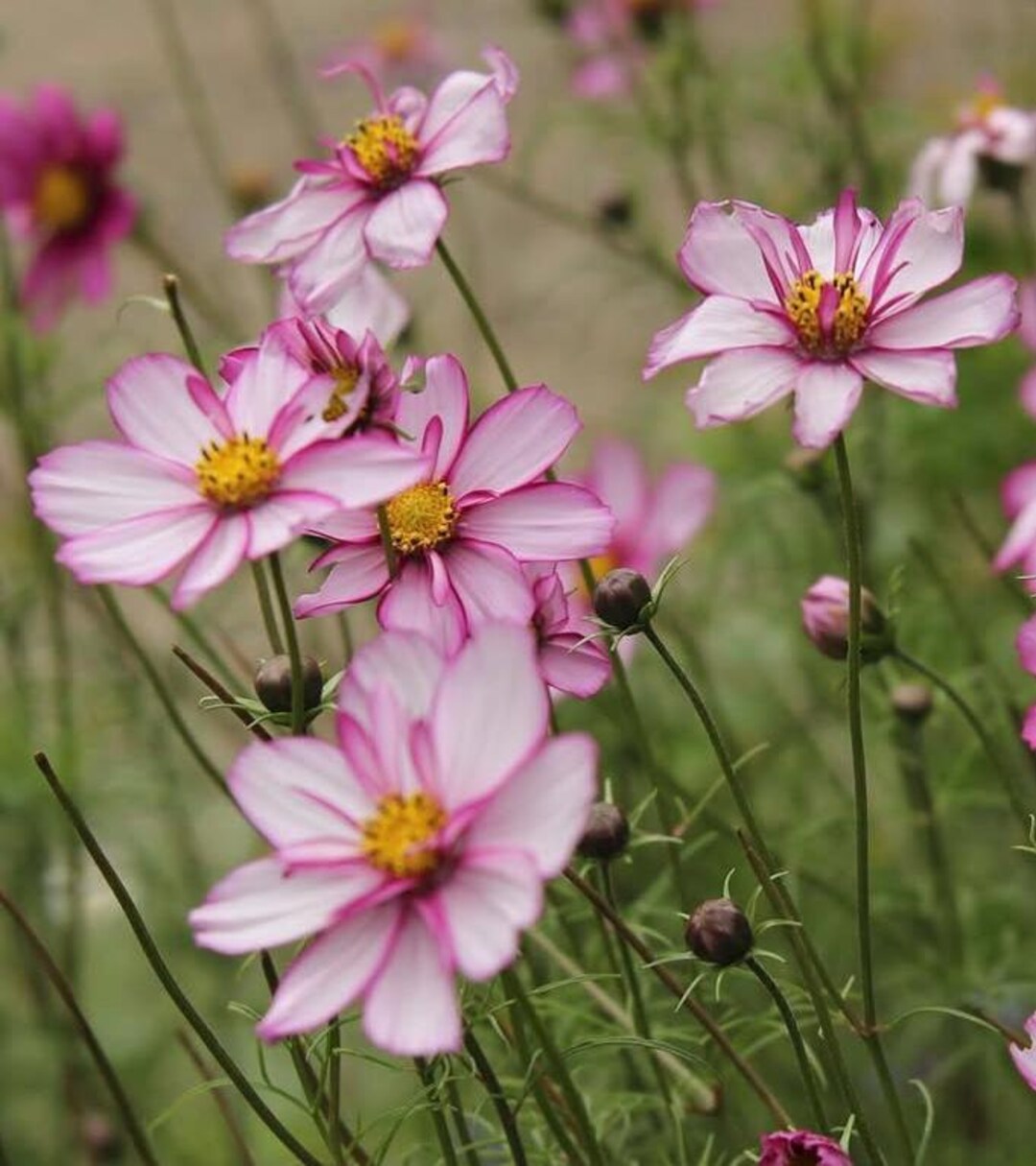Cosmos Flower Seeds, Picotee Cosmos Seeds, Seed Packet (100 Seeds) - Etsy